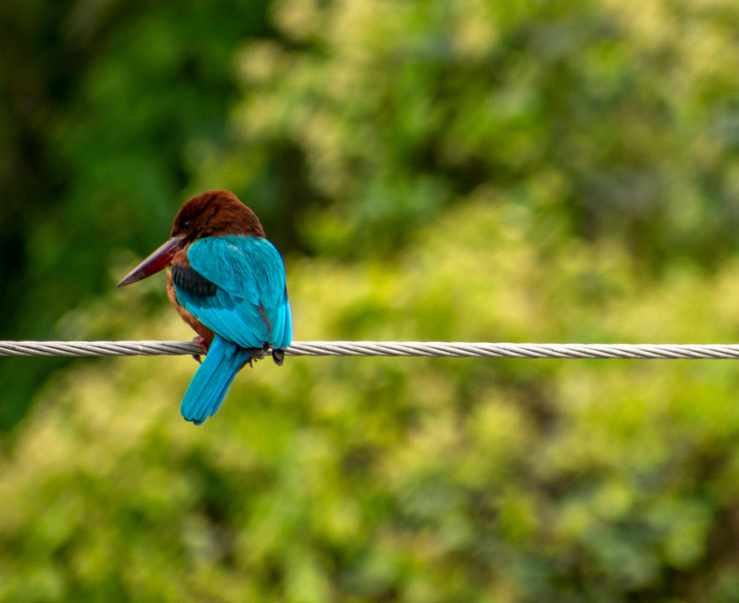 Bird Watching in Nyungwe Forest | Birding Tours & Trips