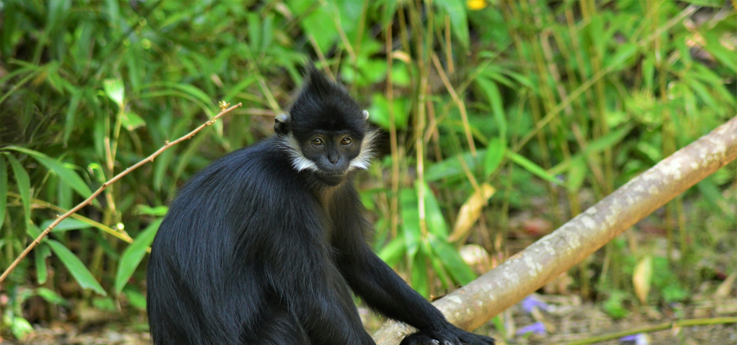 Colobus Monkey Trekking | Nyungwe Forest Adventure
