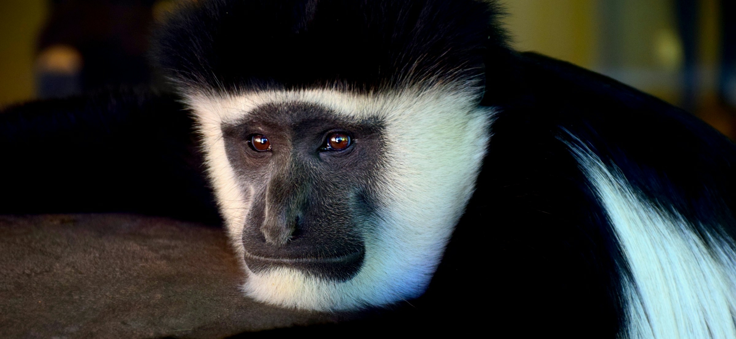 Nyungwe Forest Wildlife | Diverse Species & Habitats