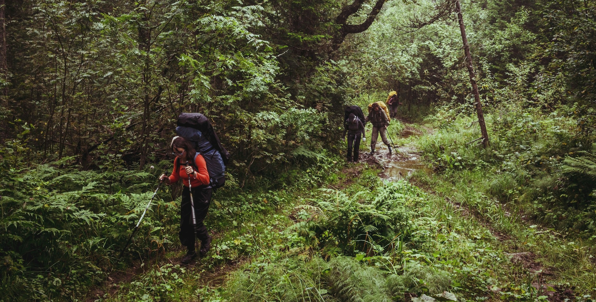 Hiking & Nature Walks | Nyungwe Forest Scenic Trails