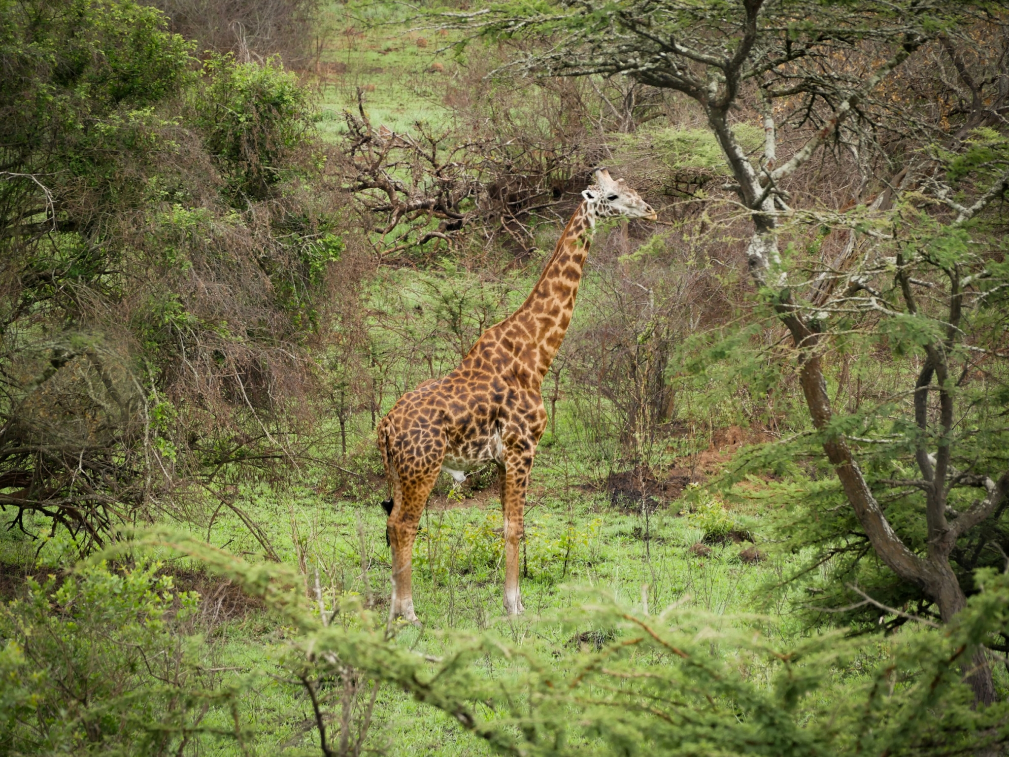7-Day Rwanda Safari | Top Tour Highlights