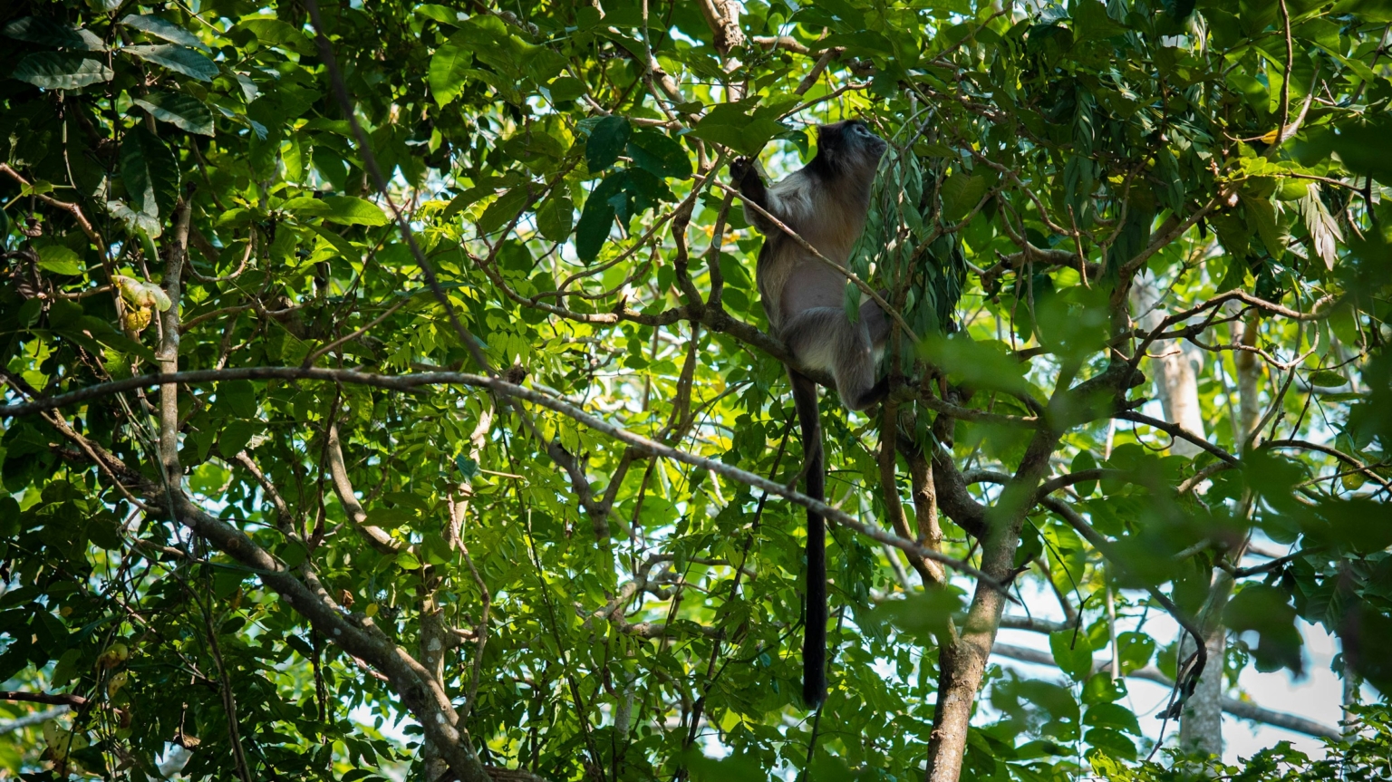 Colobus Monkey Trekking | Nyungwe Forest Adventure