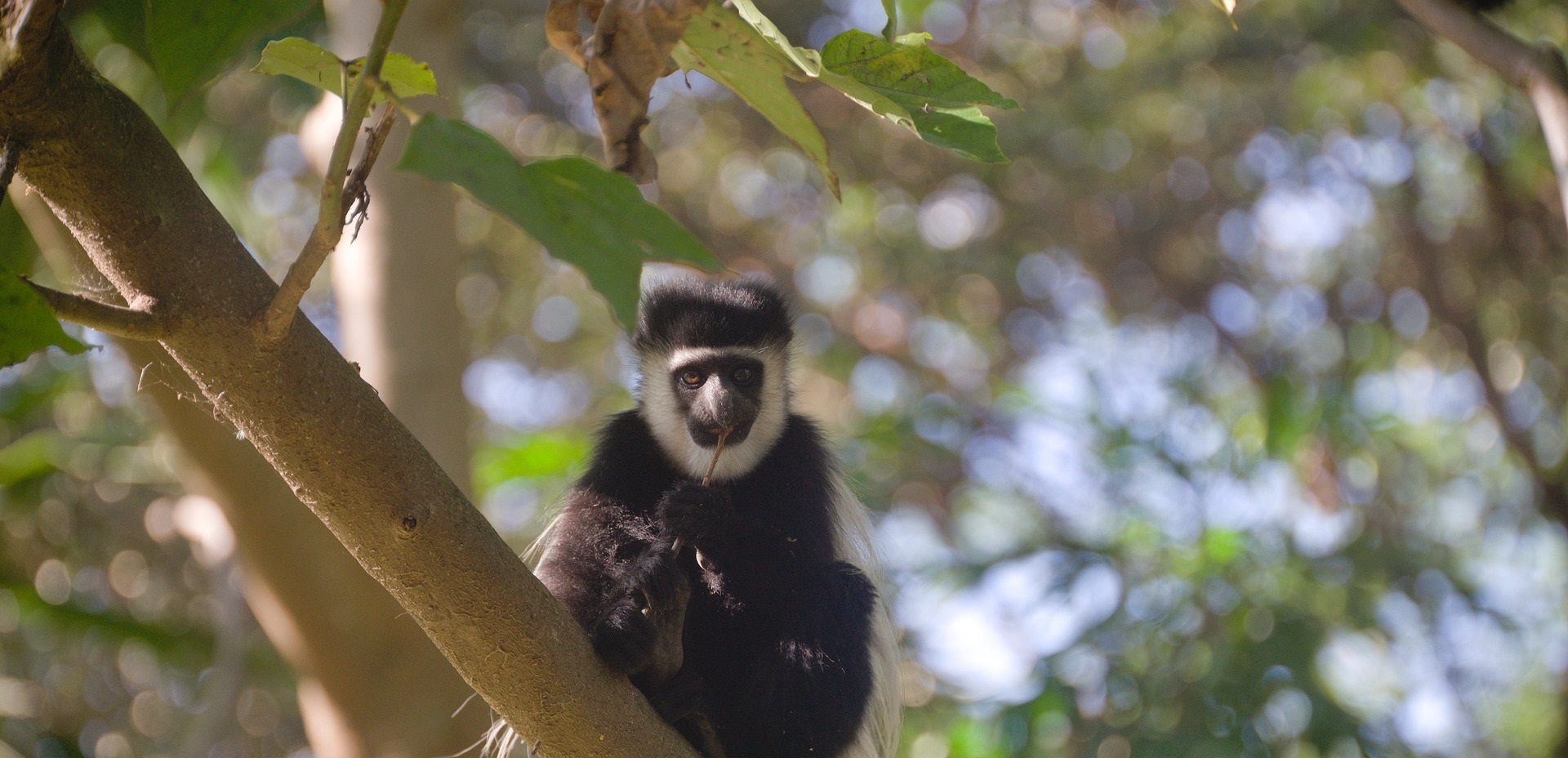 Colobus Monkeys in Nyungwe | Trekking & Wildlife Guide