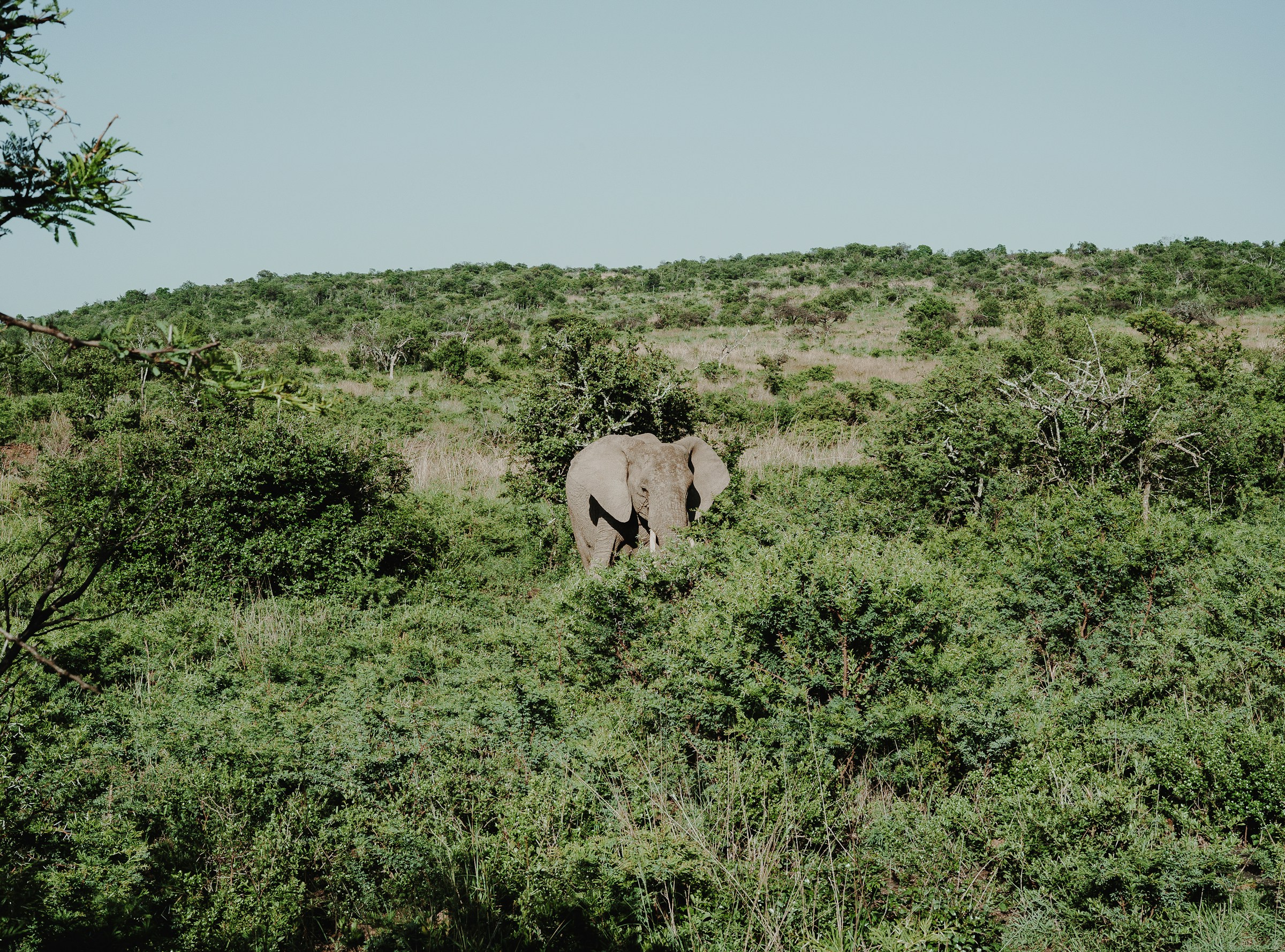 Forest Elephants in Nyungwe | Conservation & Facts