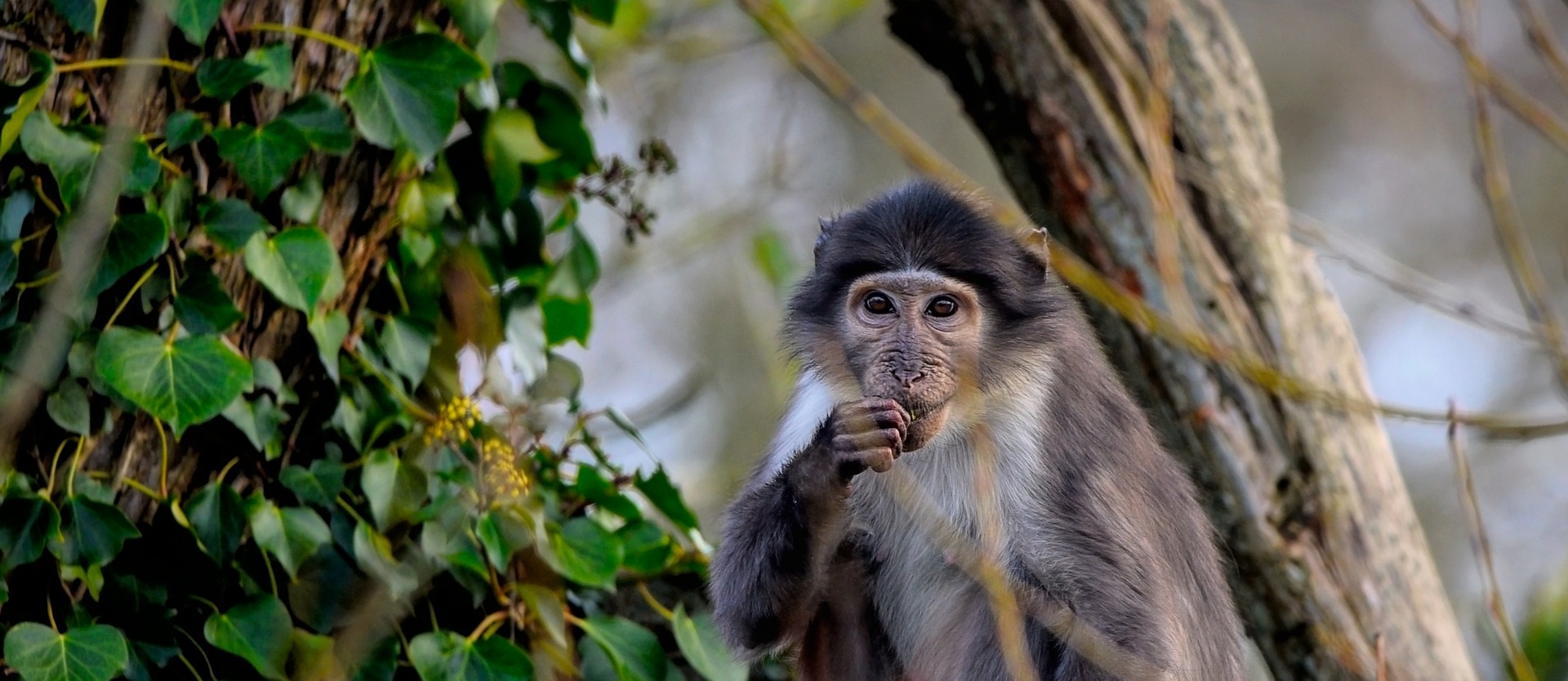 Grey-Cheeked Mangabey in Nyungwe | Primate Behavior