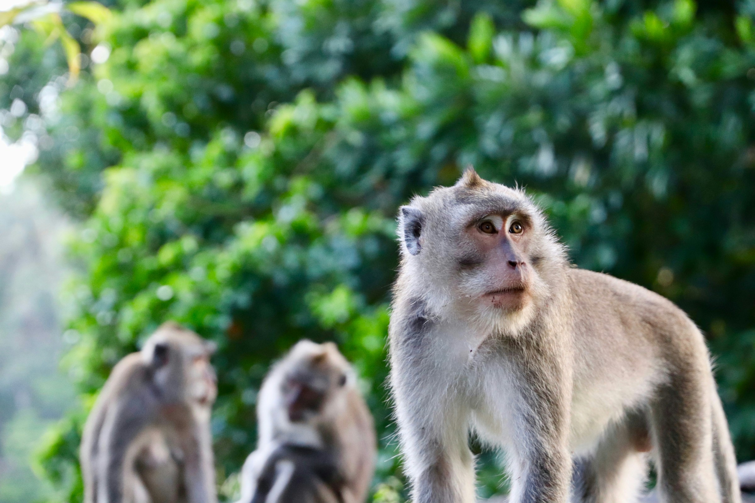 L'Hoest Monkeys in Nyungwe | Trekking & Conservation