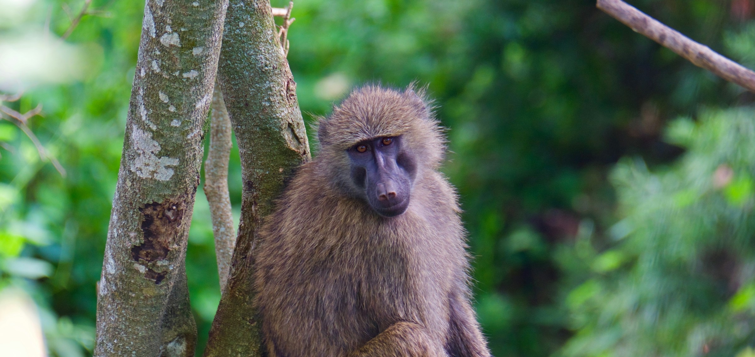 Olive Baboons in Nyungwe | Wildlife & Behavior Insights